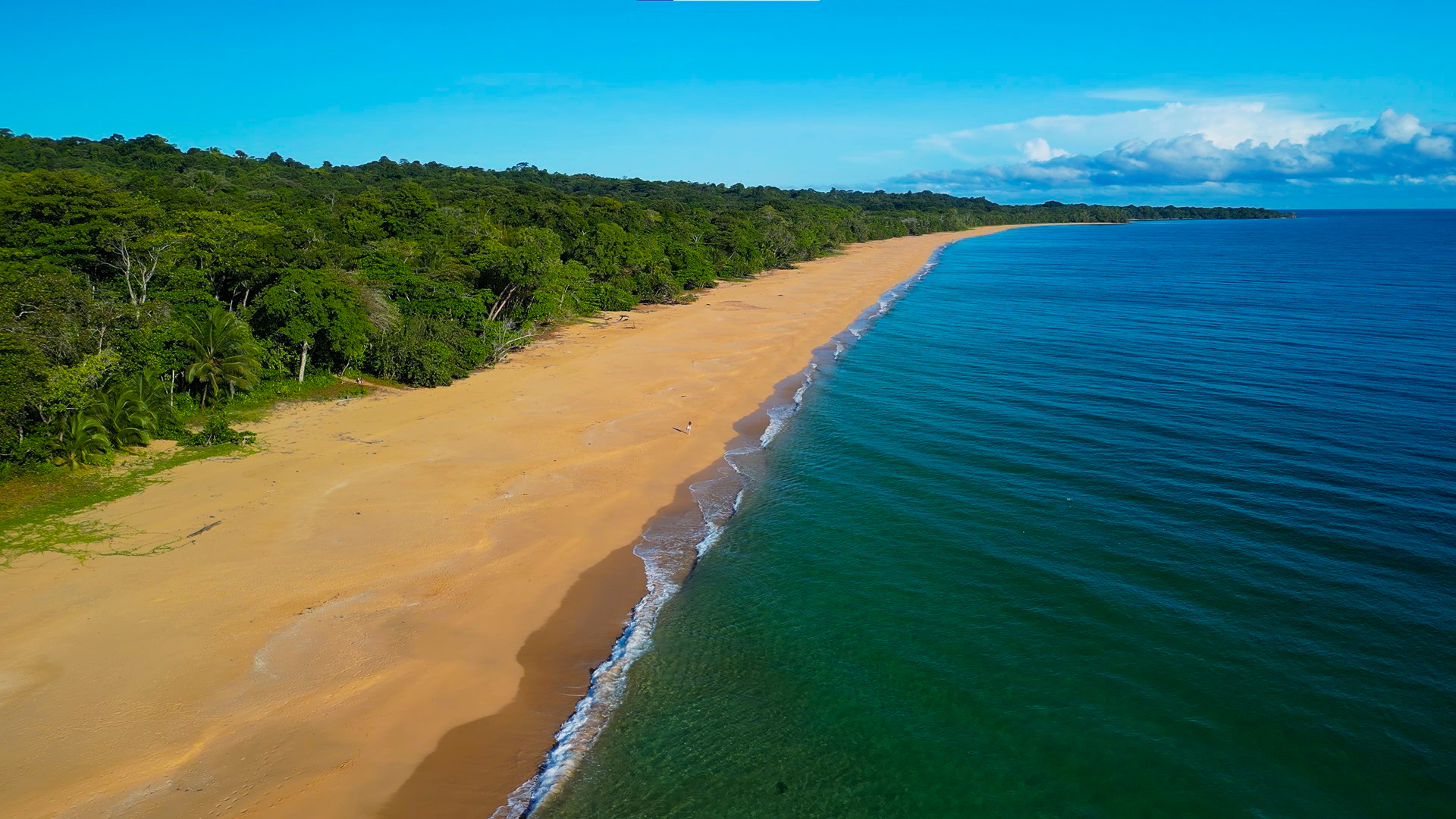 Gallery - Bluff Beach and Forest